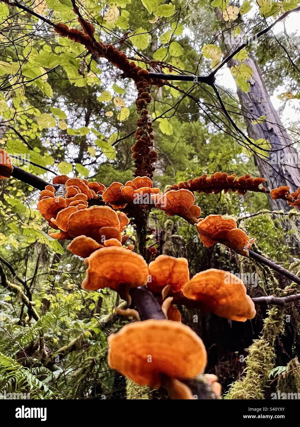 Vivid orange Turkey Tail fungi coat a small tree in an Oregon forest ...
