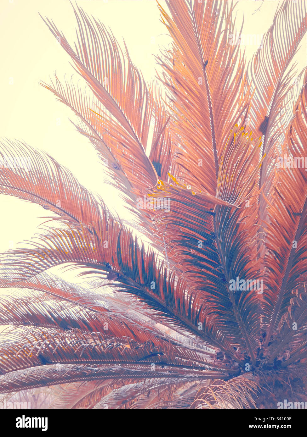 False palm tree hi-res stock photography and images - Alamy