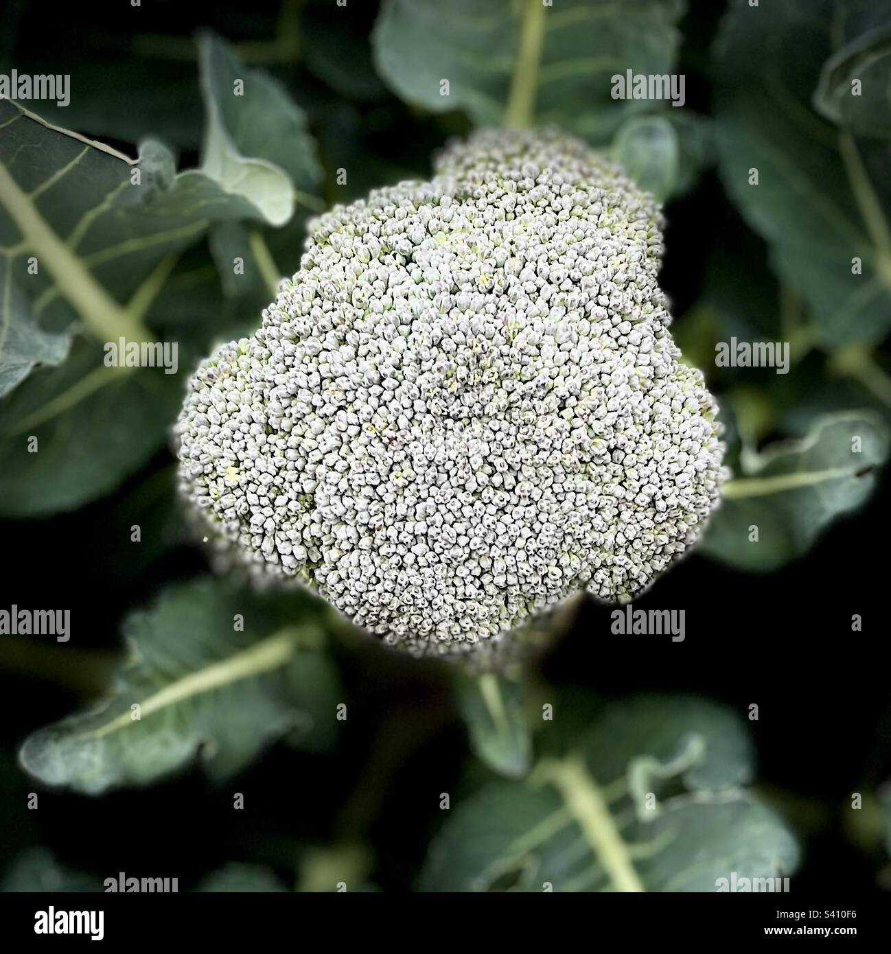 So that’s how broccoli grows! Portrait, stage light mode, close-up ...