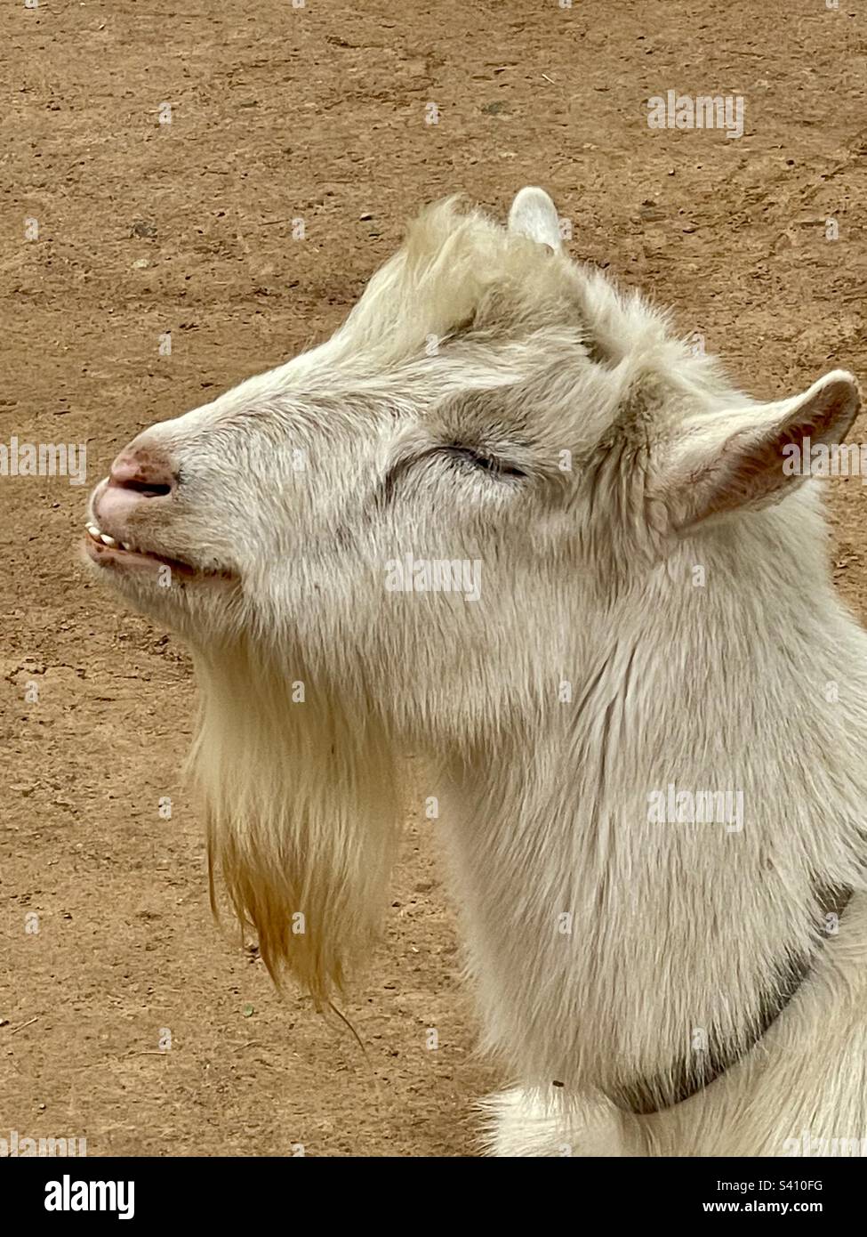 Goat Smiling
