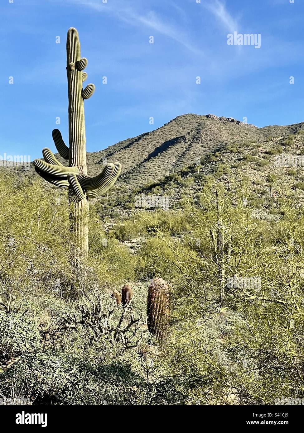 Just a beautiful January Day hiking in the Sonoran Desert Preserve ...