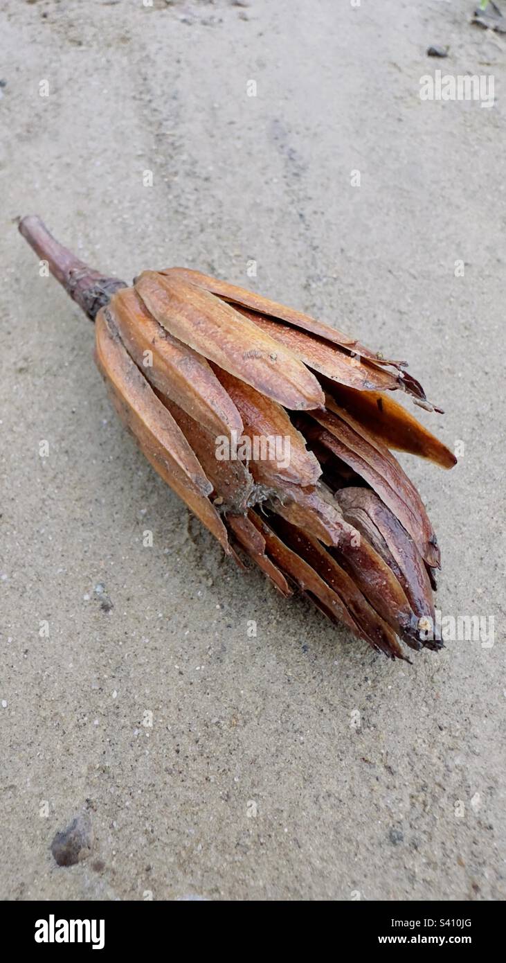 Seeds nature hi-res stock photography and images - Alamy