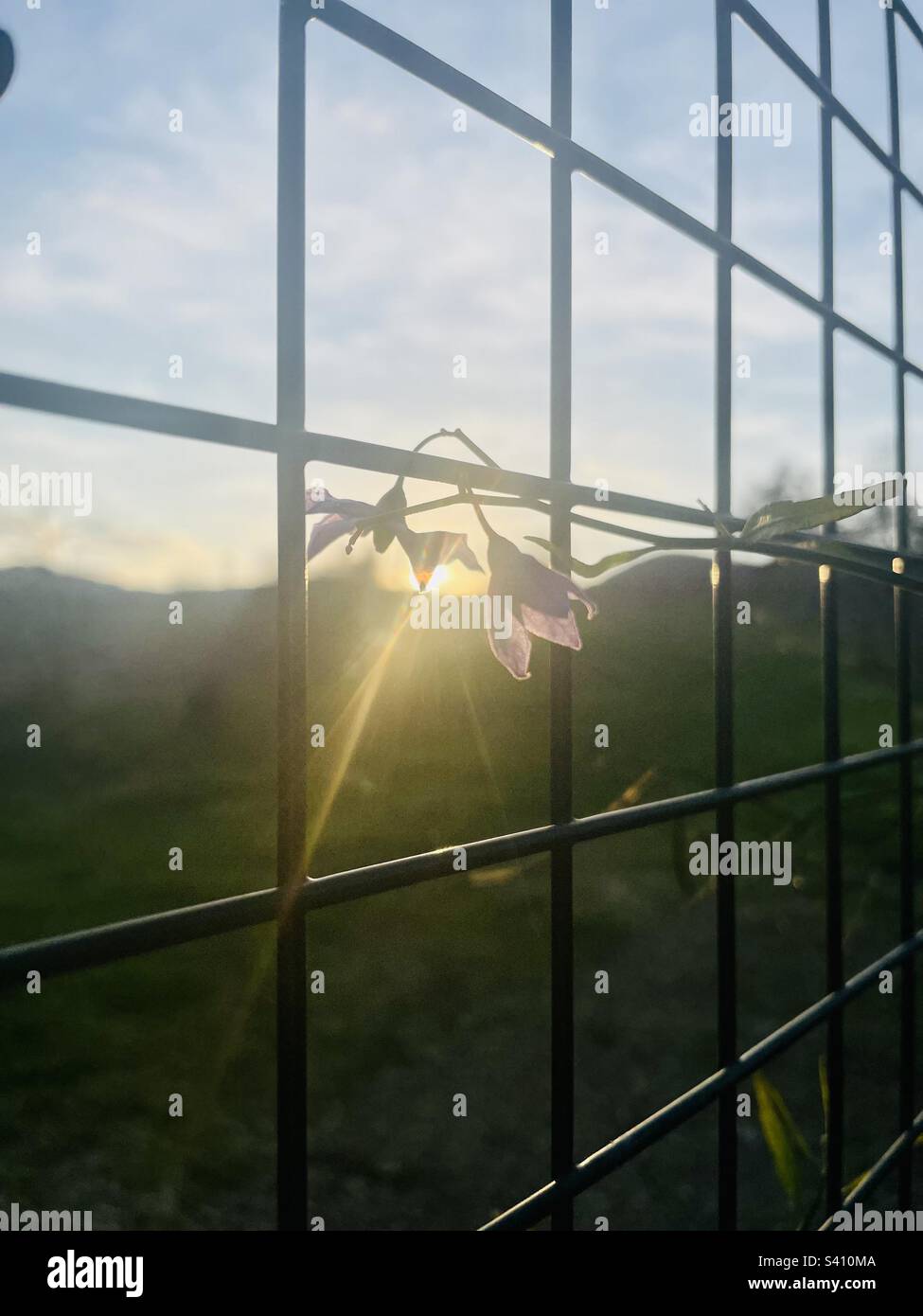 Climbing plant with lilac solanum flowers growing on a metal fence with ...