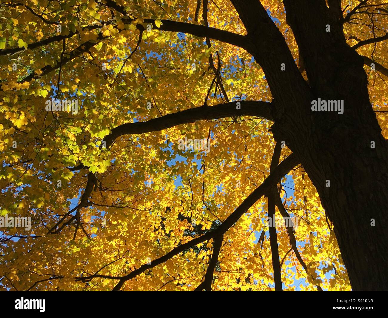 Under maple tree hi-res stock photography and images - Alamy