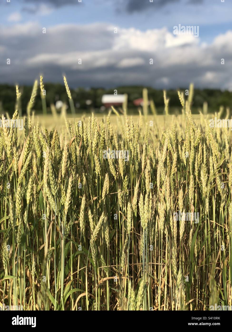 Farm in the Finger Lakes near Skaneateles Lake Stock Photo - Alamy
