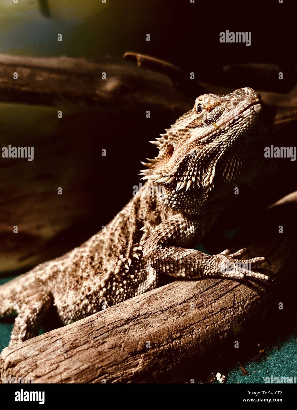 Beardie hi-res stock photography and images - Alamy