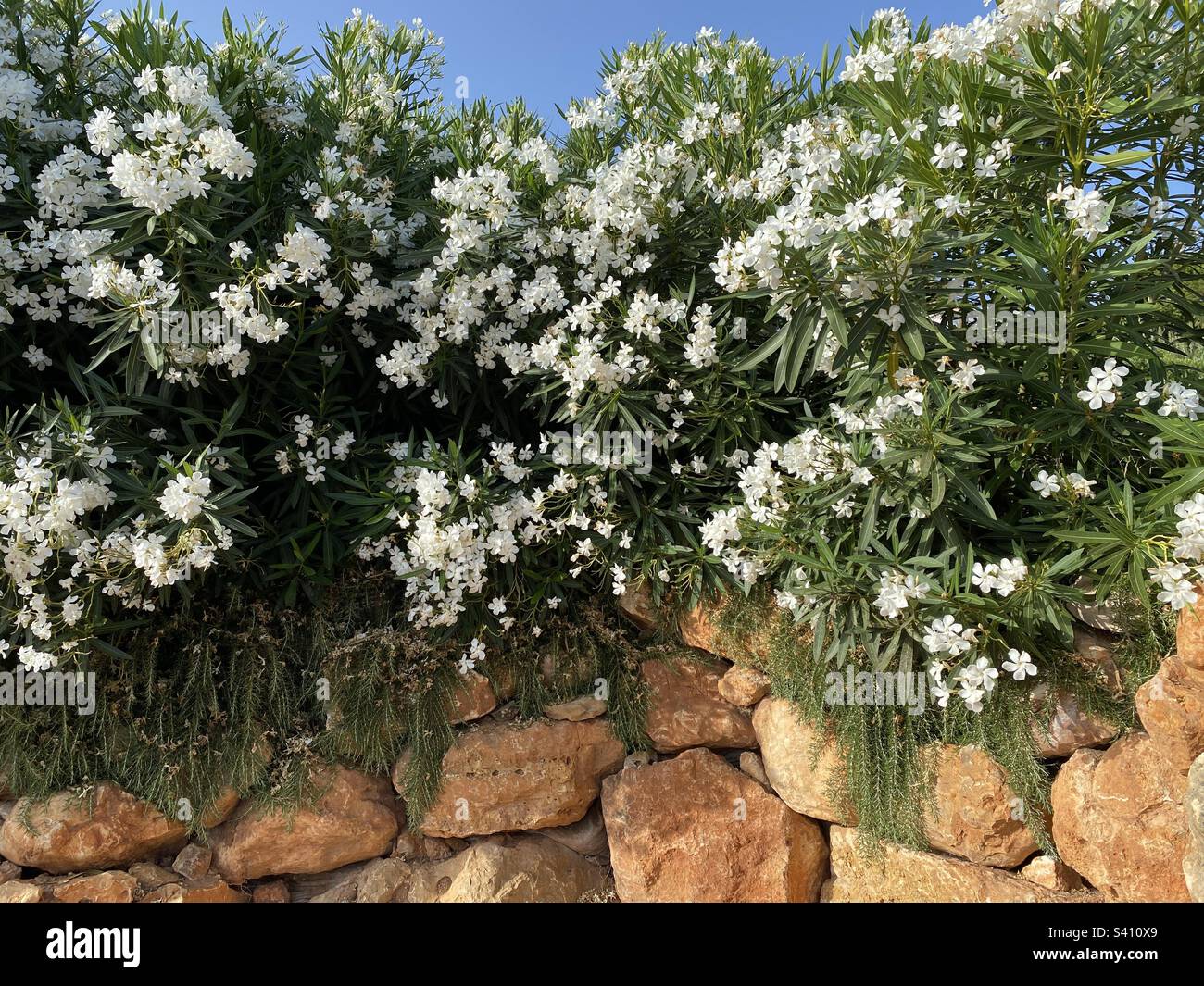 Common oleander hi-res stock photography and images - Alamy