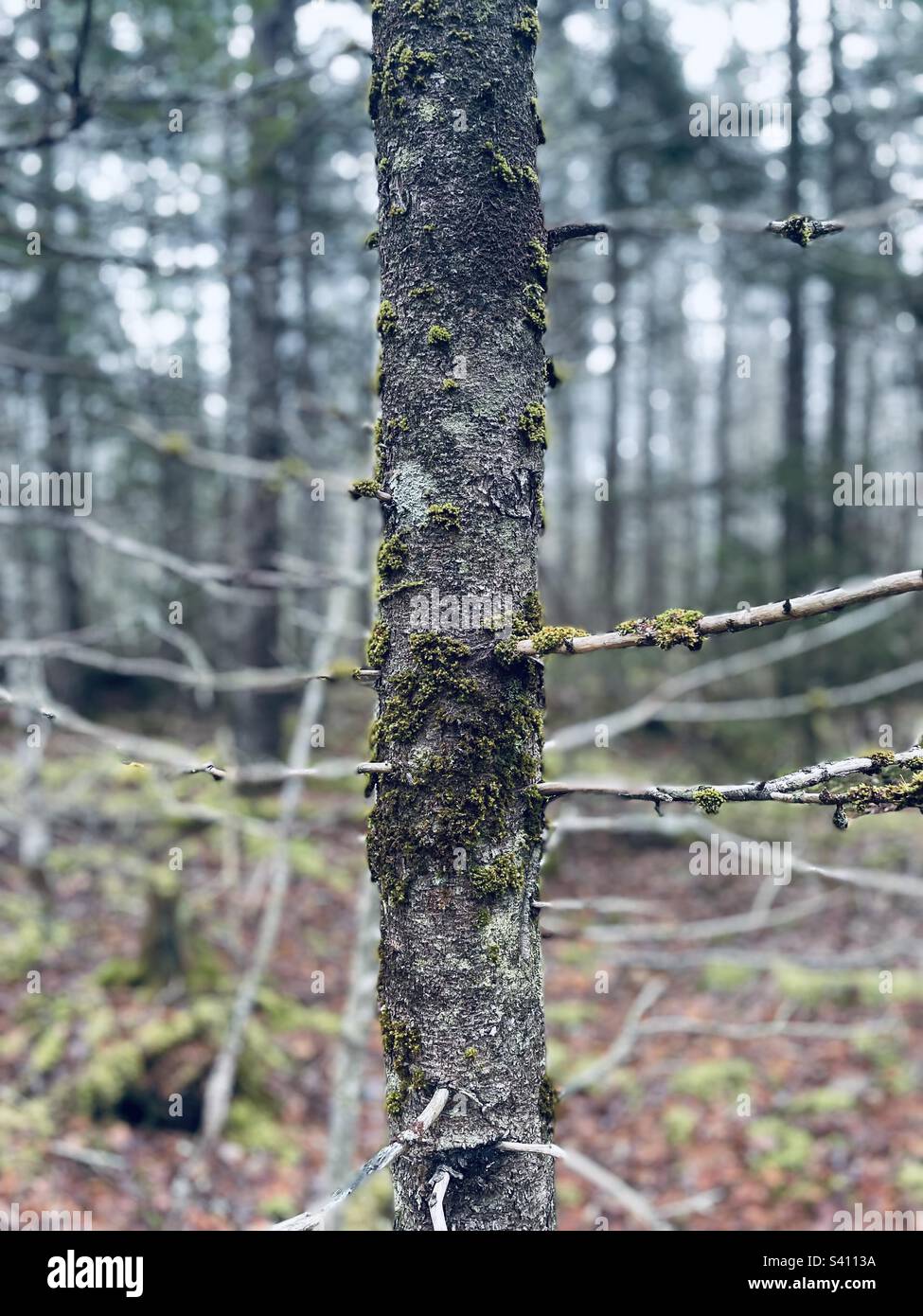 Tree branching out hi-res stock photography and images - Alamy