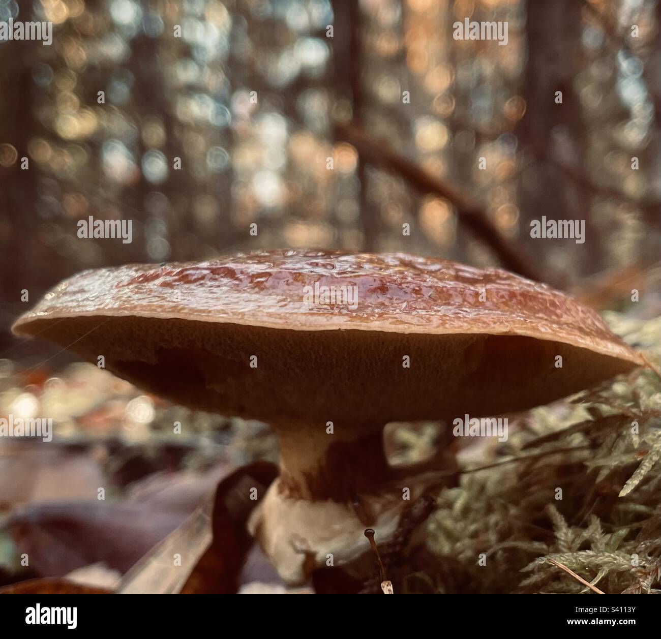 Boreal forest fungi hi-res stock photography and images - Alamy