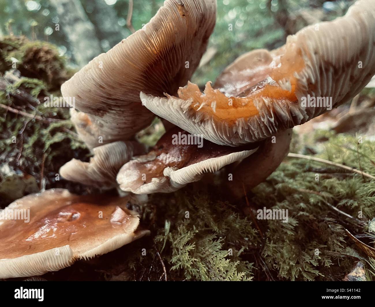 Chewed trees hi-res stock photography and images - Alamy