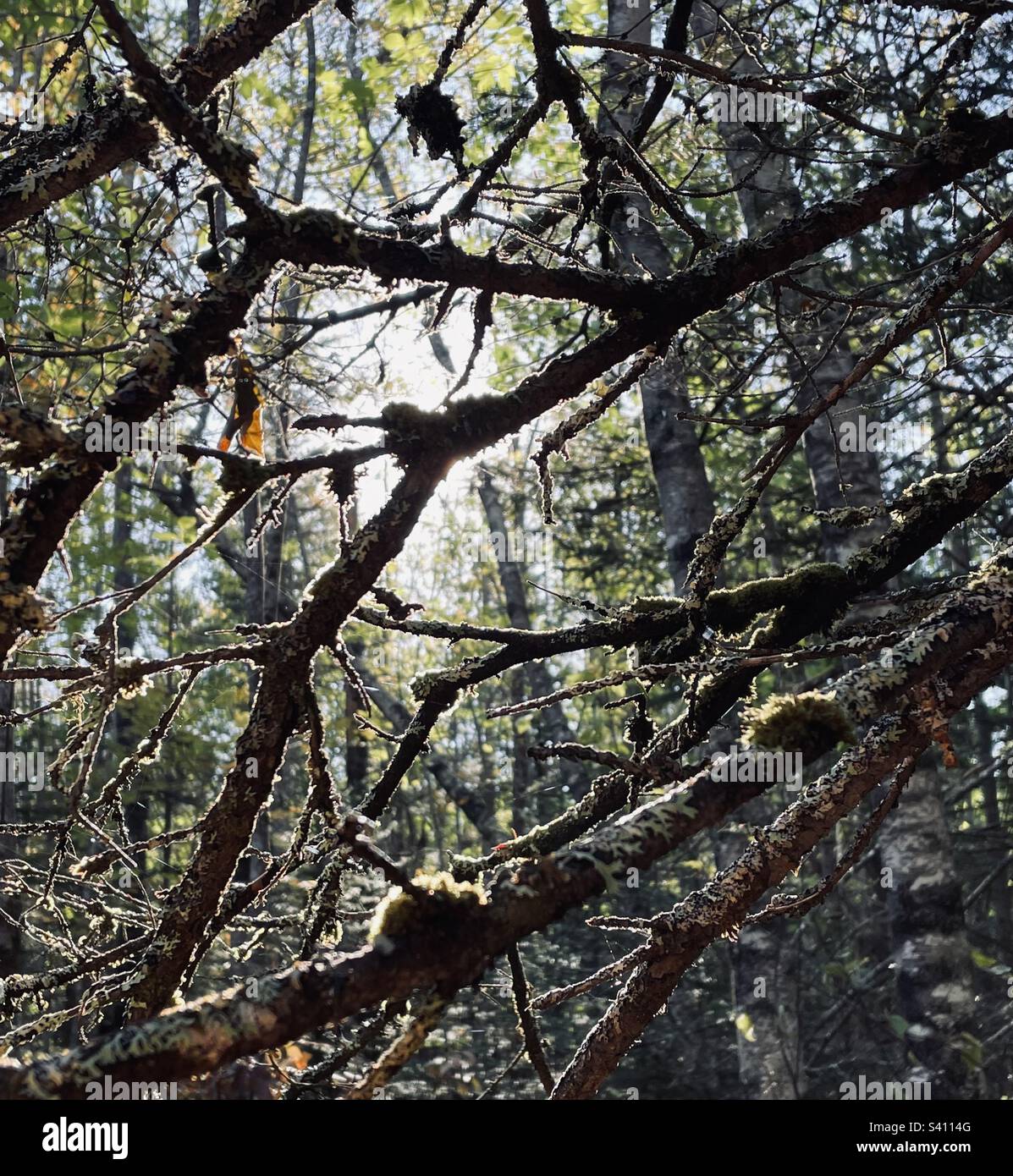 Creeping trees hi-res stock photography and images - Alamy