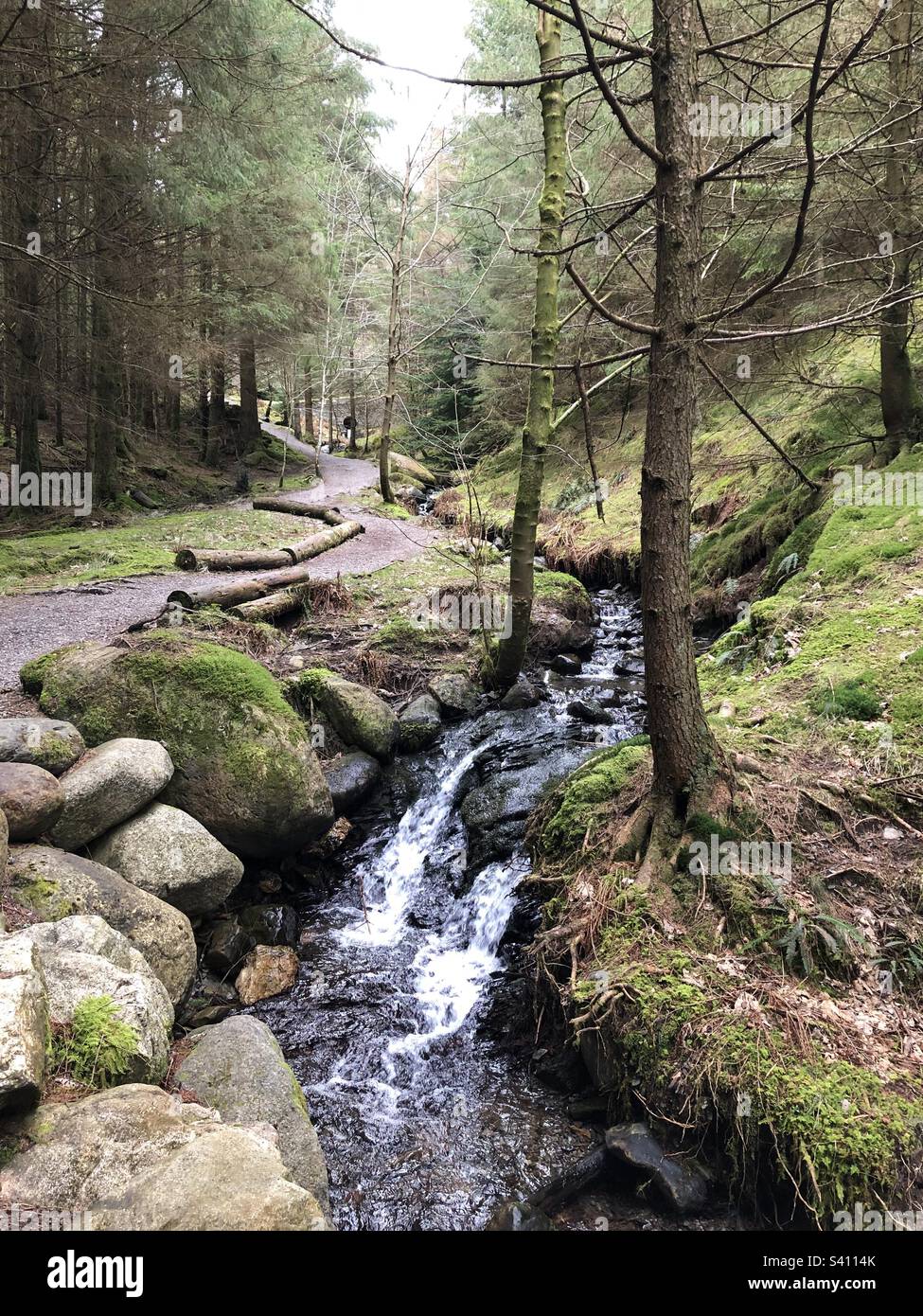 Forest in lake district hi-res stock photography and images - Alamy