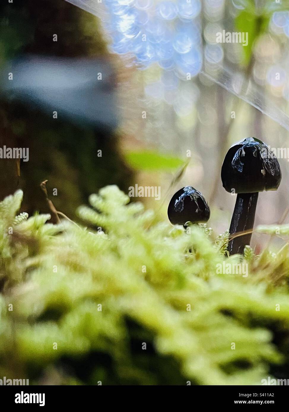 Creepy fungi hi-res stock photography and images - Alamy