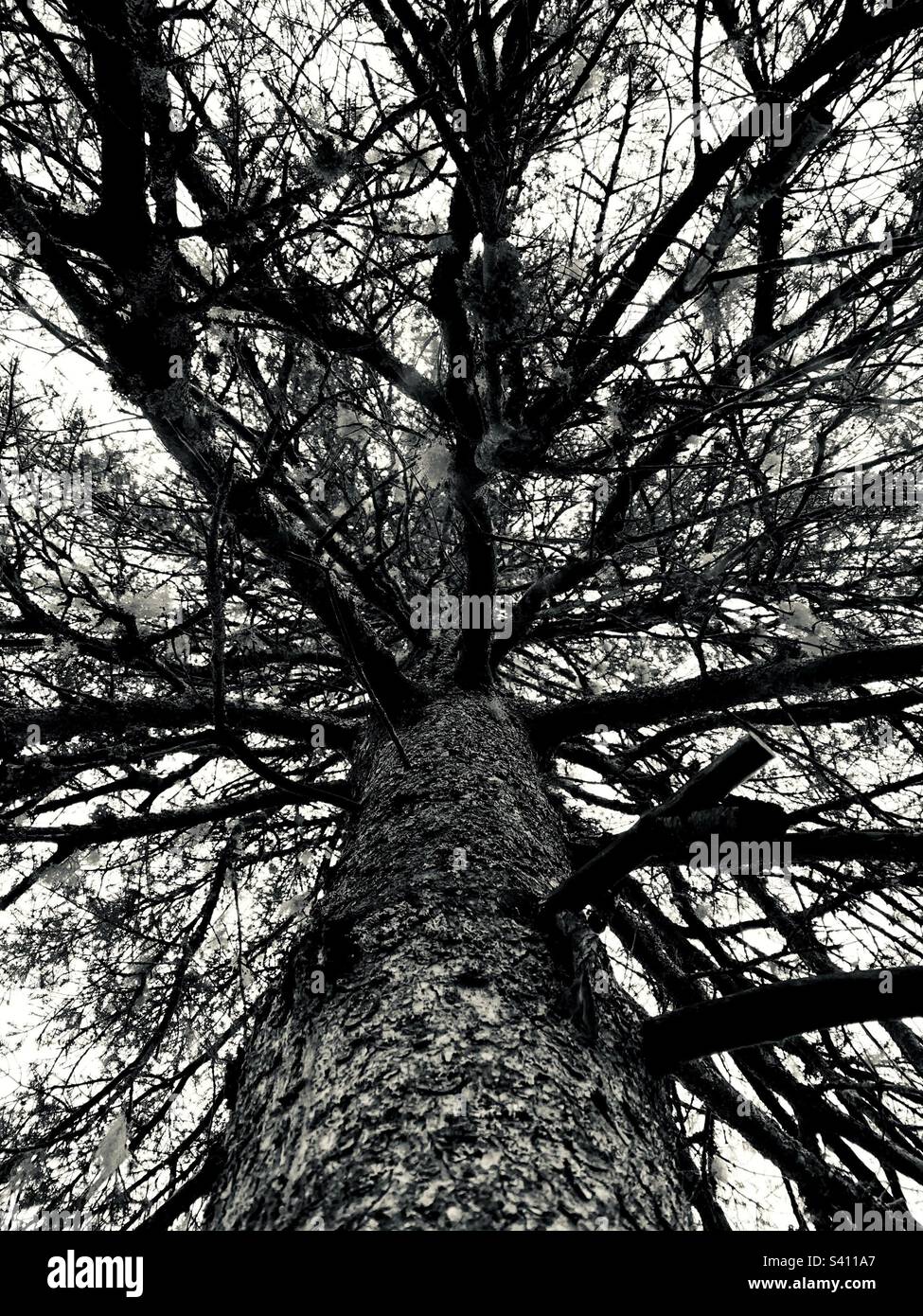 Tree branching out hi-res stock photography and images - Alamy