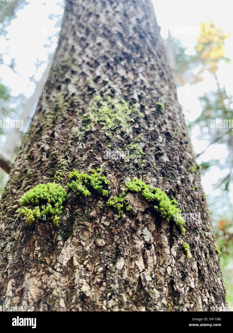 Mossy patch hi-res stock photography and images - Alamy