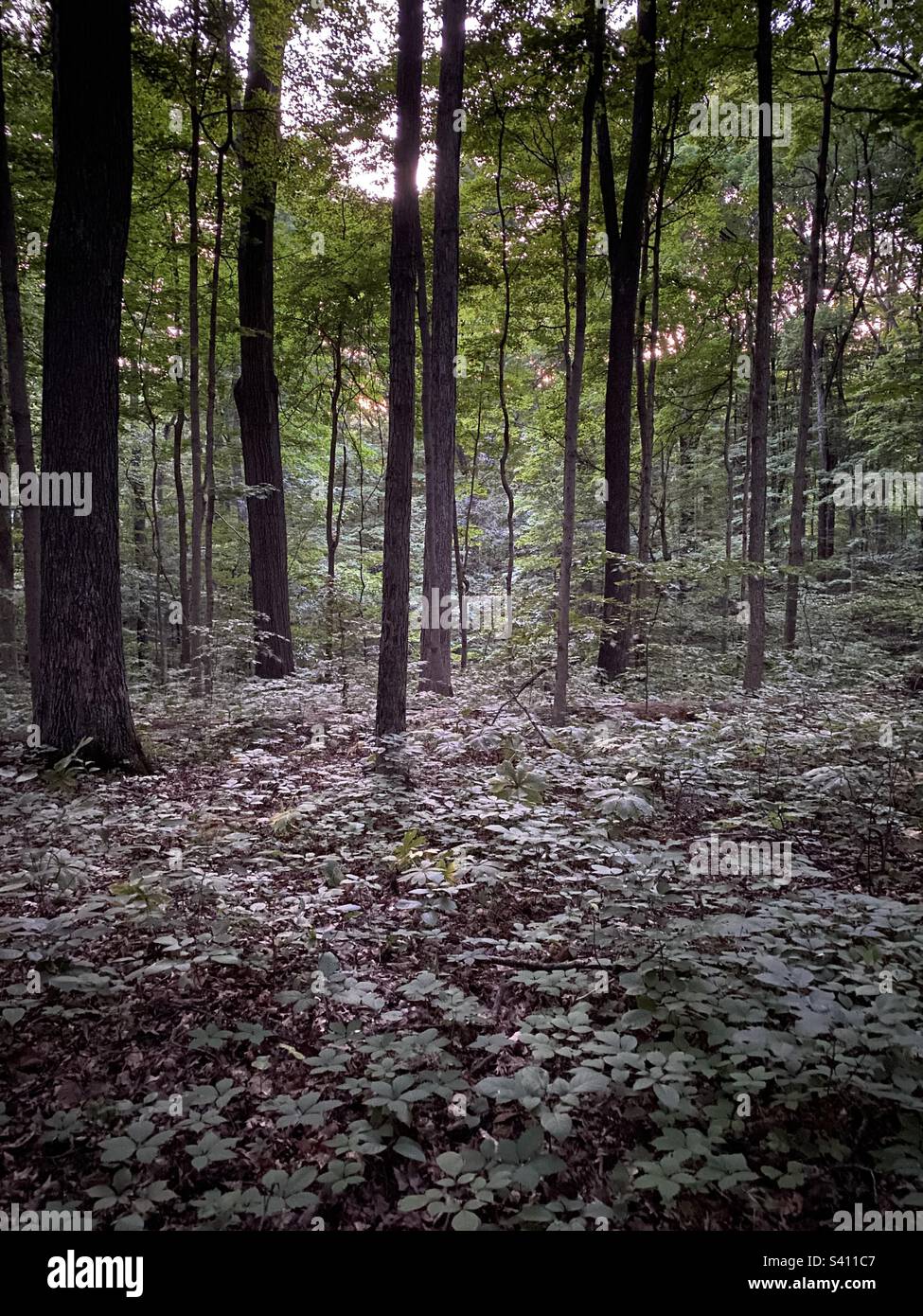 Forrest view hi-res stock photography and images - Alamy