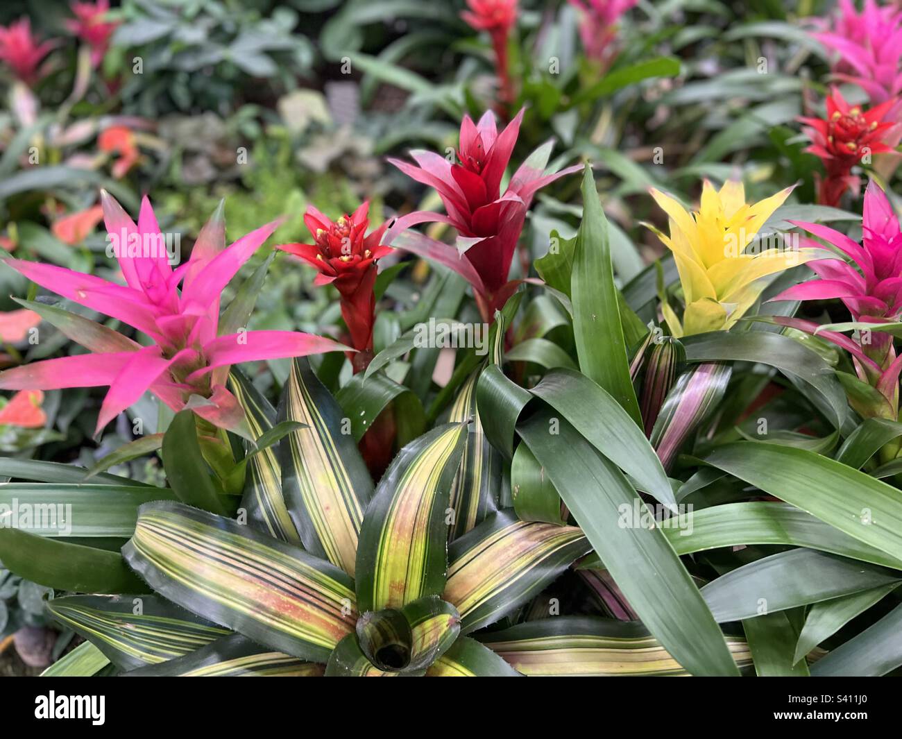 Mixed colors flowers hi-res stock photography and images - Alamy