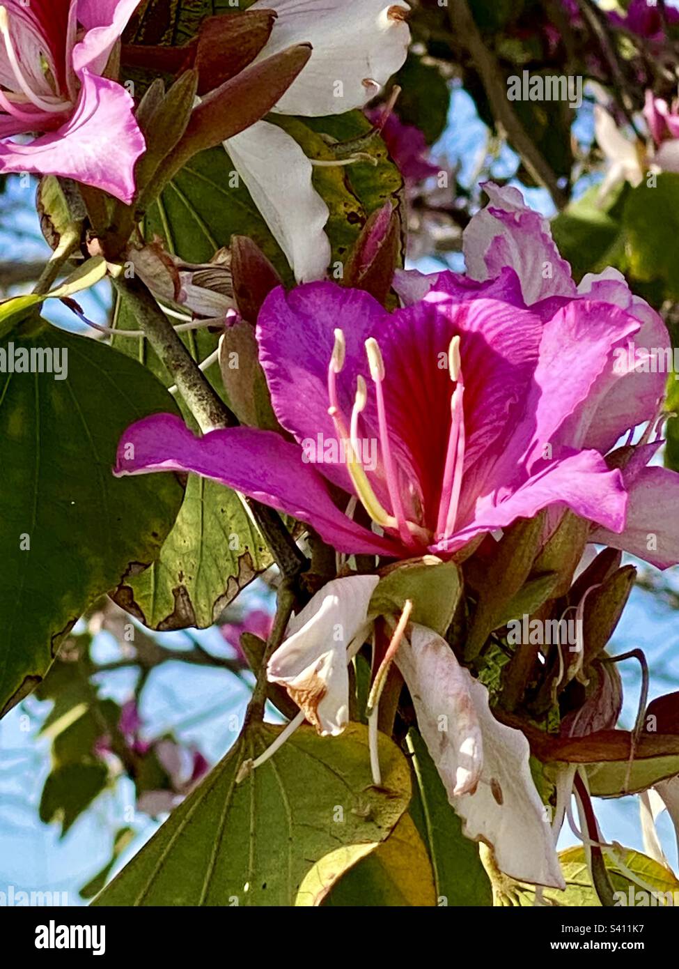 Orchid tree hi-res stock photography and images - Alamy