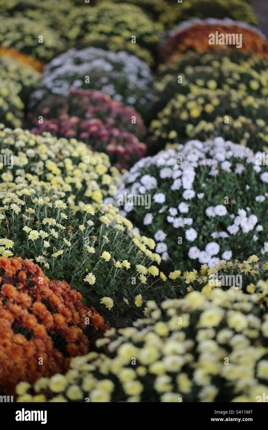 Fall mums hi-res stock photography and images - Alamy