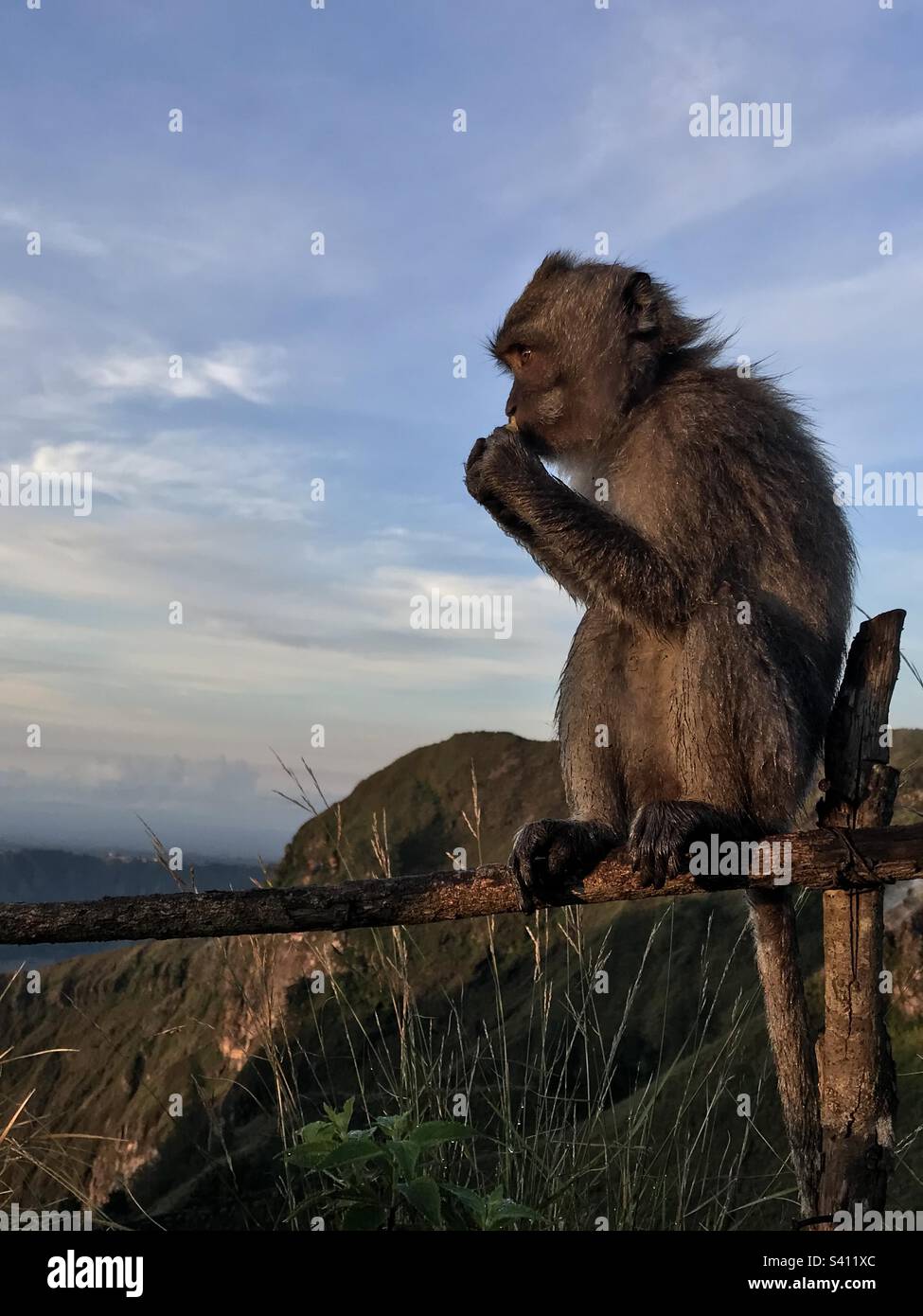 Monkey sunrise hi-res stock photography and images - Alamy