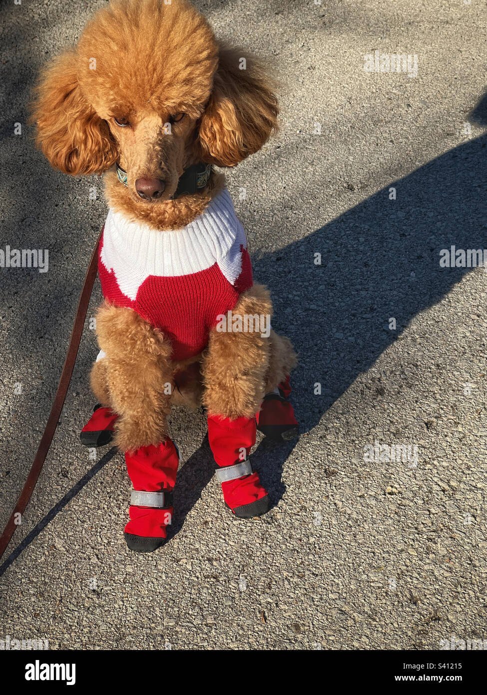 Miniature poodle dressed like Santa in red and white boots and seater ...