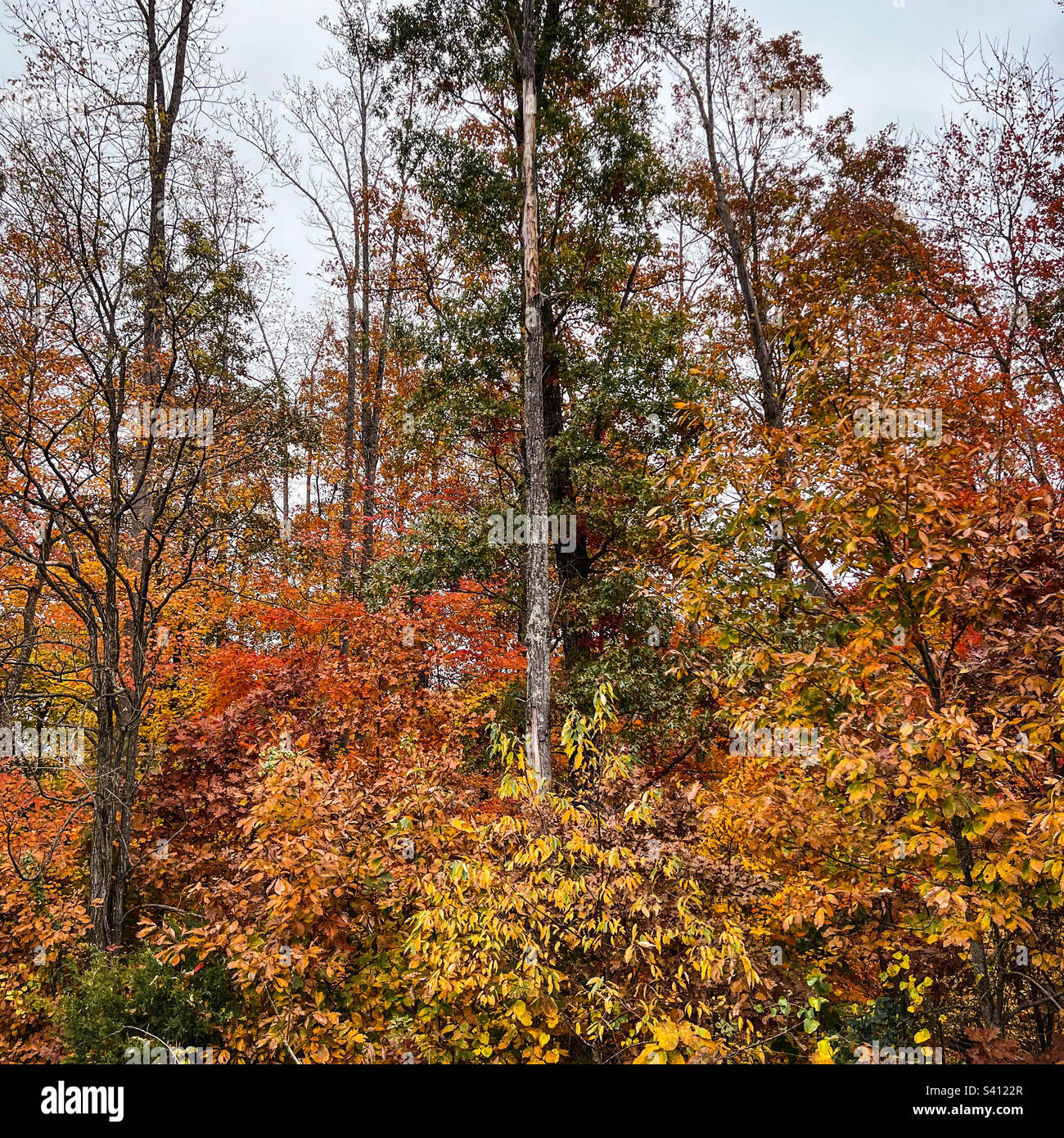 Virginia trees hi-res stock photography and images - Alamy
