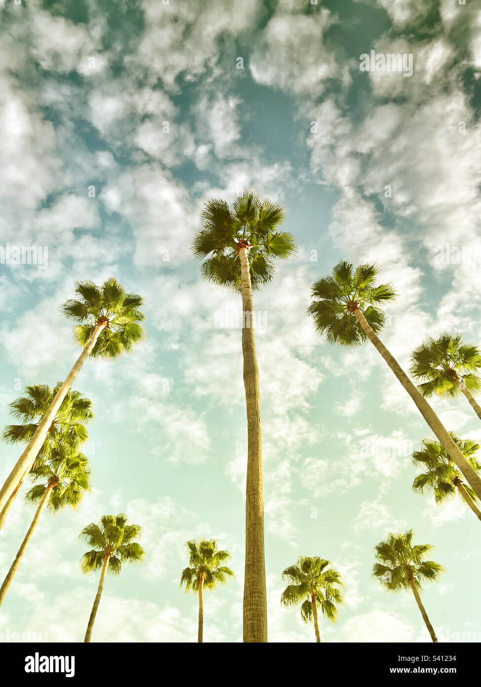 Low angle view of palm trees Stock Photo - Alamy