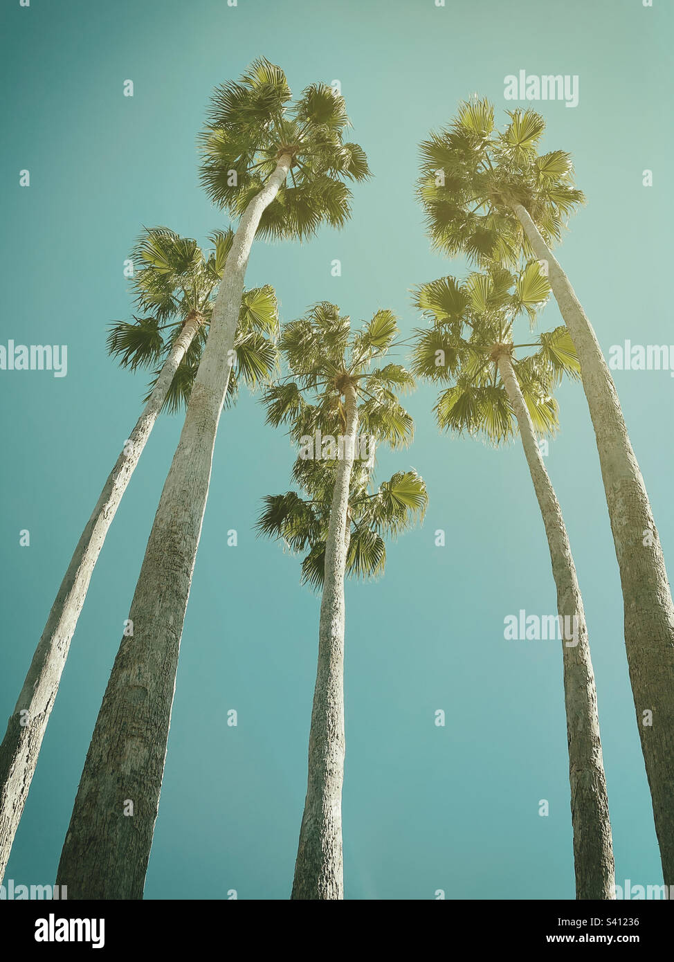 Bending palm tree hi-res stock photography and images - Alamy