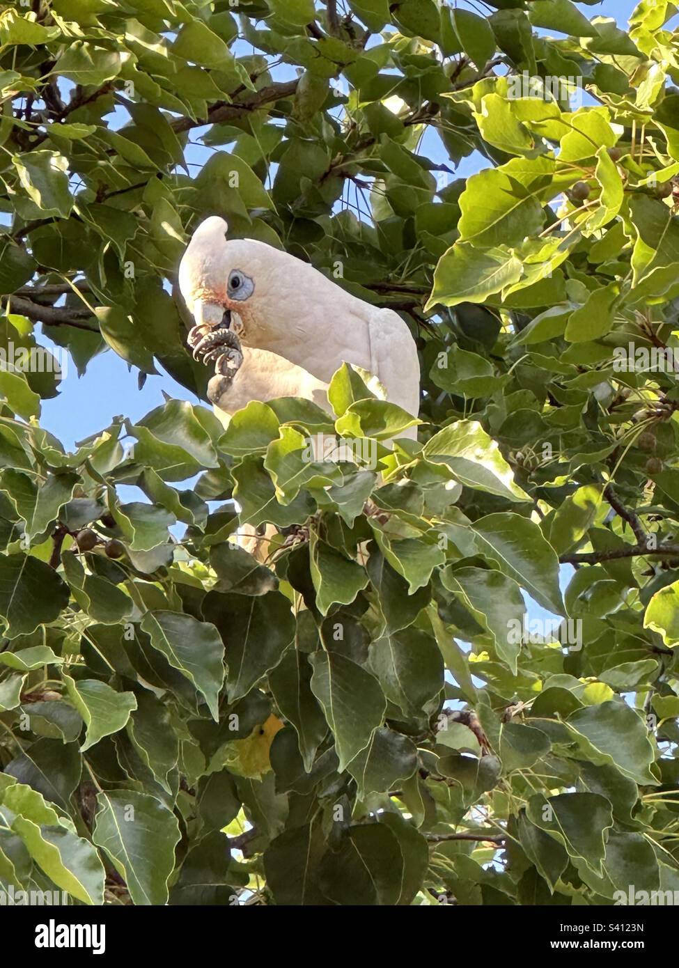 Cocky hi-res stock photography and images - Alamy