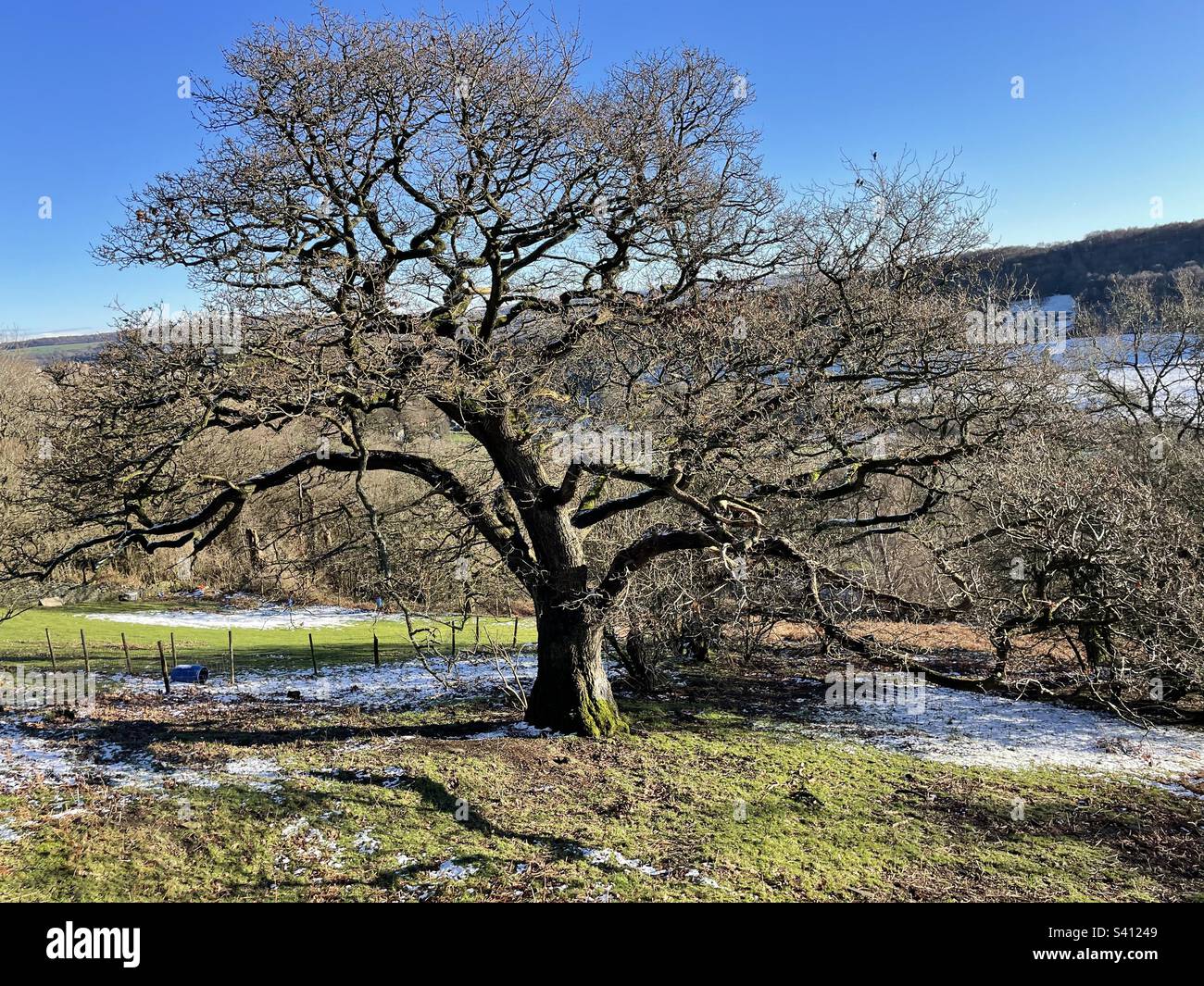 Favourite tree hi-res stock photography and images - Alamy