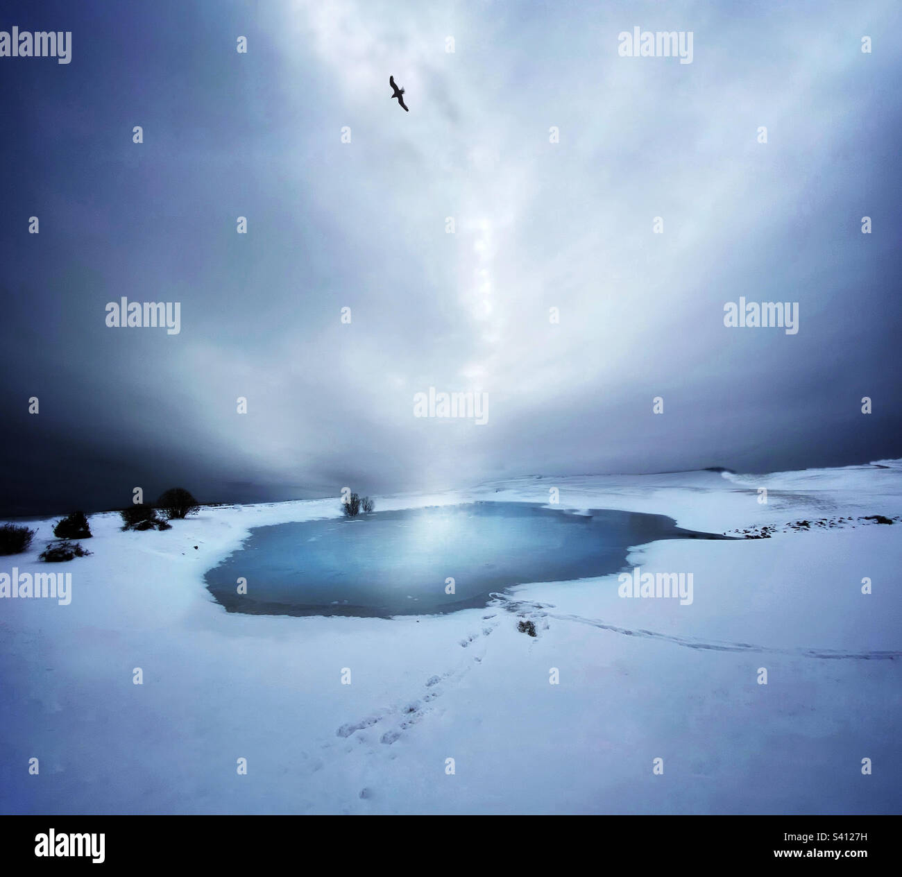 Flying bird landscape hi-res stock photography and images - Alamy