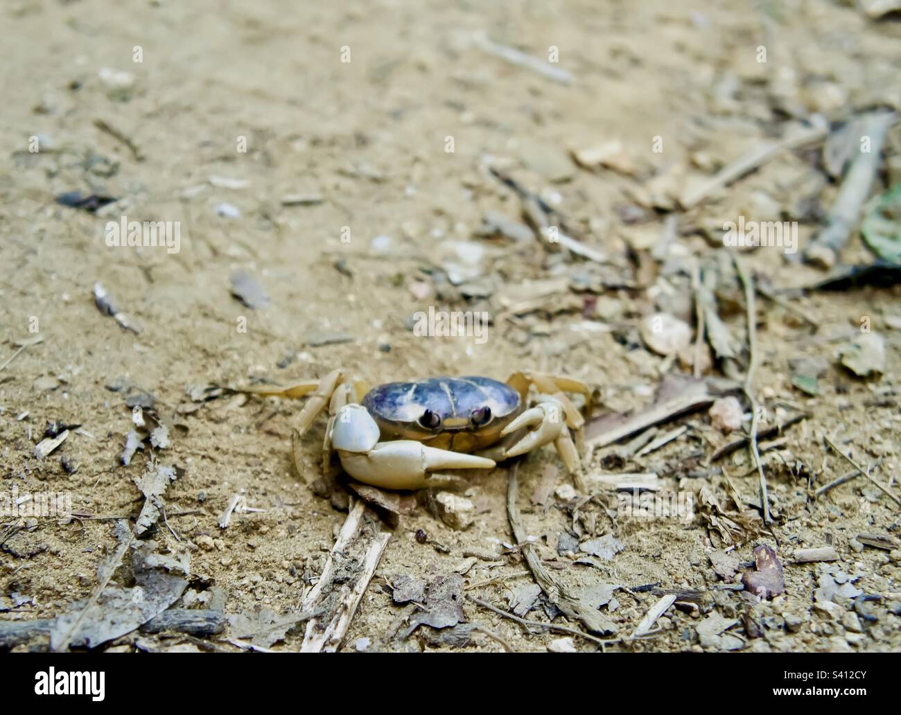 Blue land crab on the jungle floor Stock Photo - Alamy