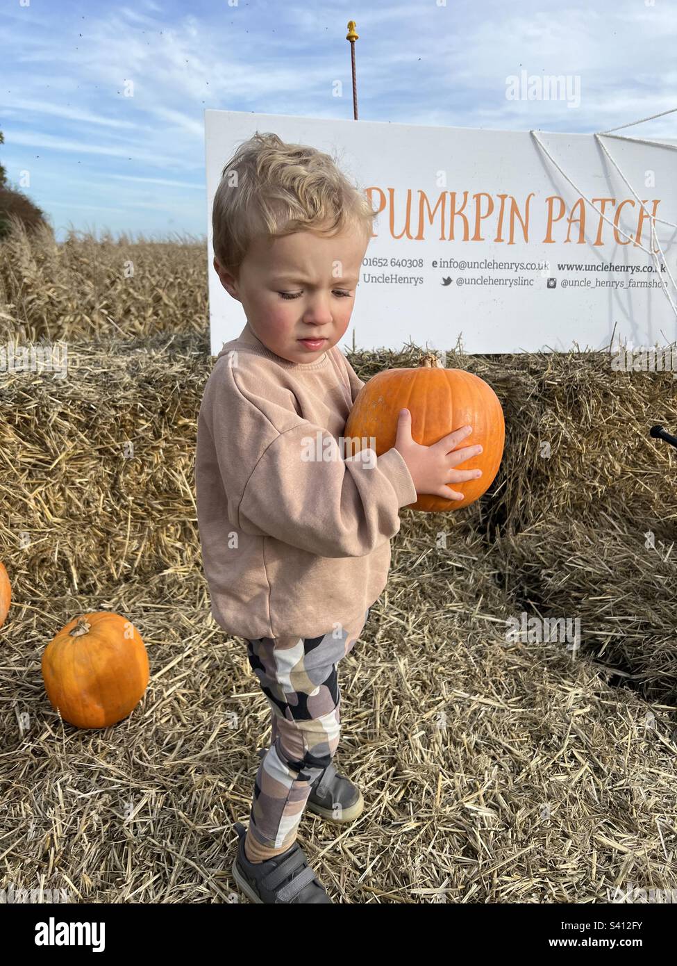 Toddler picking the best pumpkin Stock Photo - Alamy