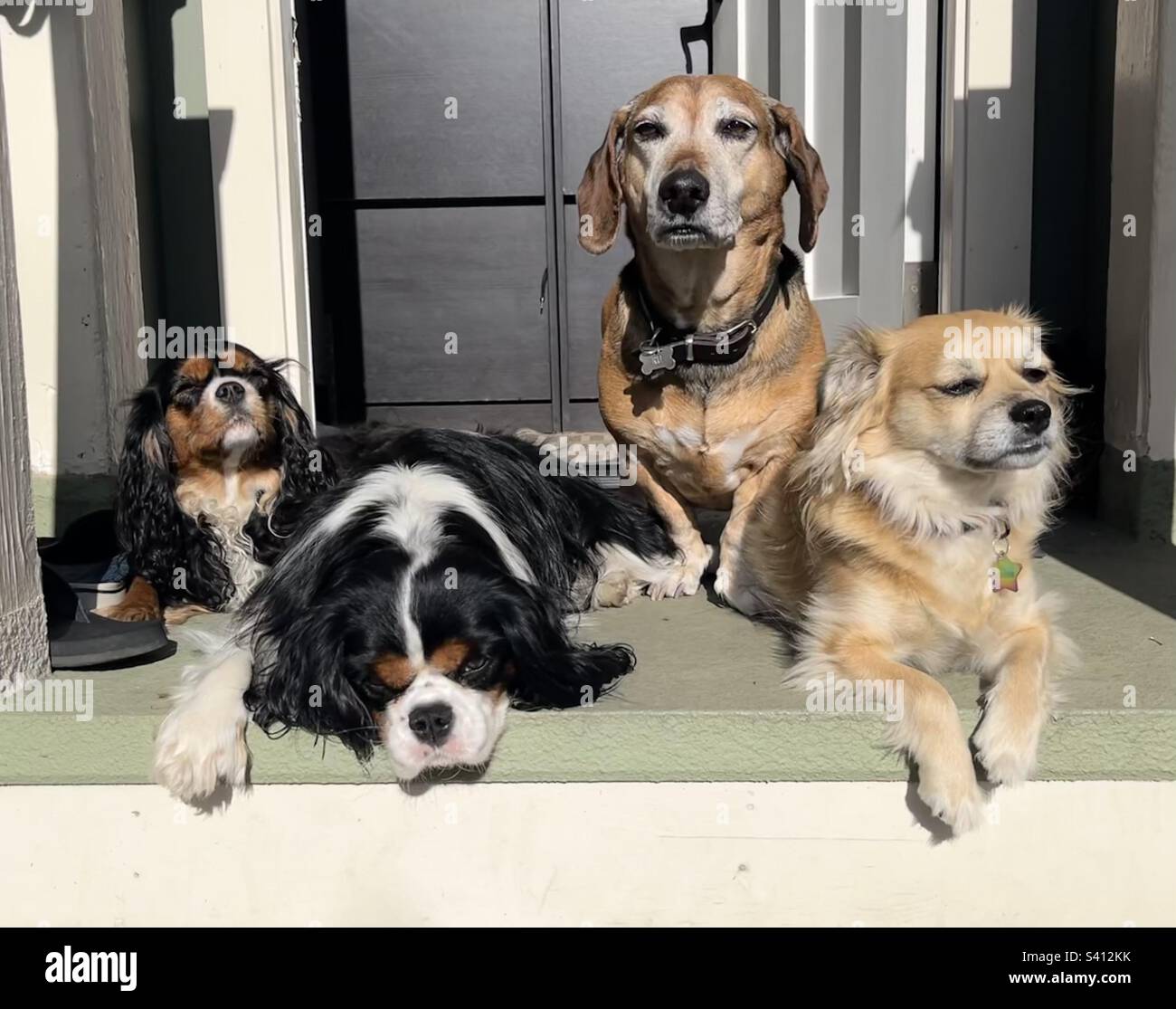 Stoop dogs hi-res stock photography and images - Alamy