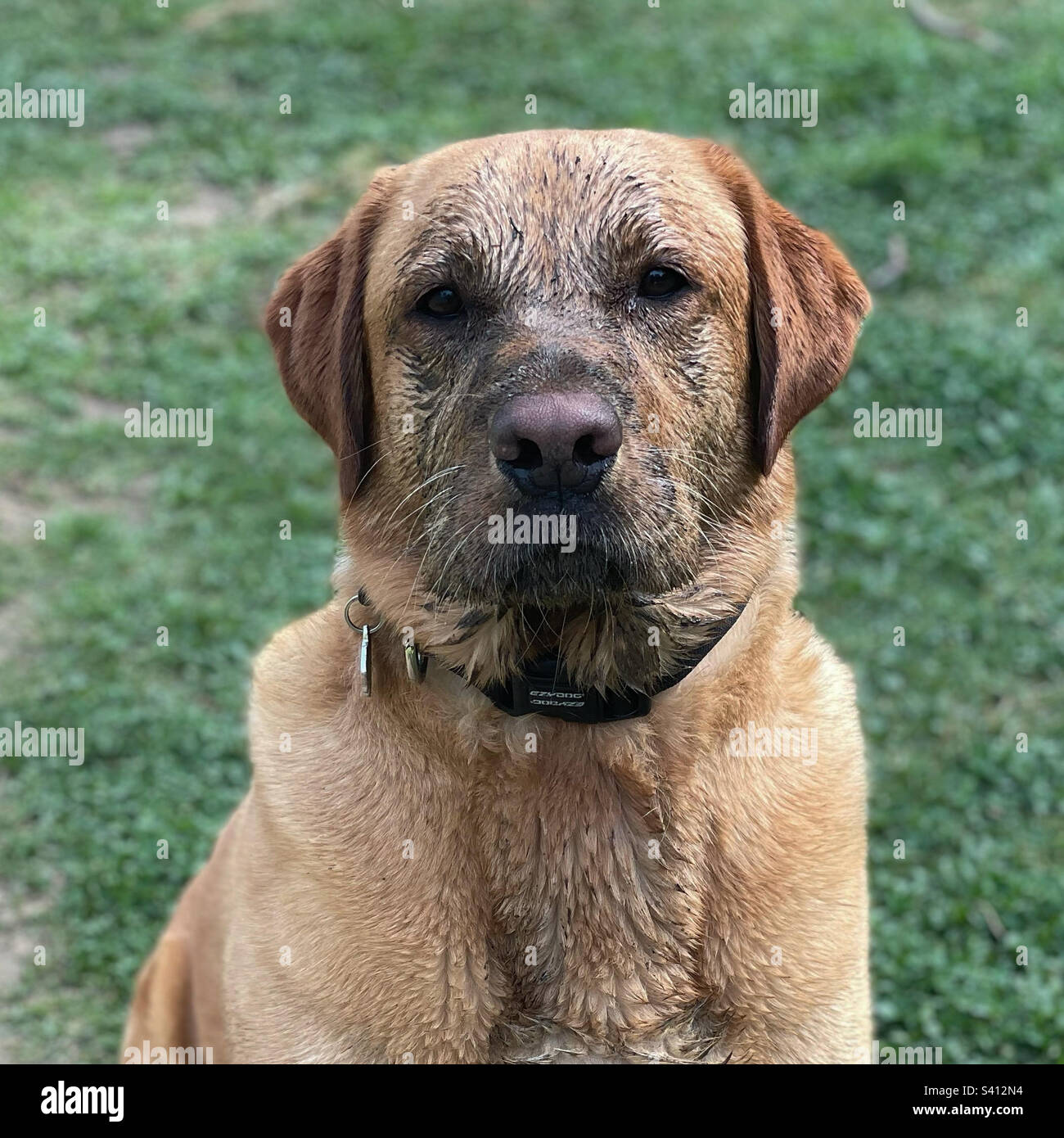 Labrador dog face hi-res stock photography and images - Alamy