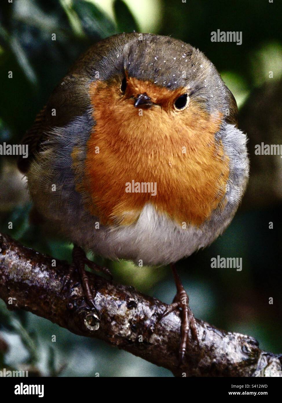 Bird song robin hi-res stock photography and images - Alamy