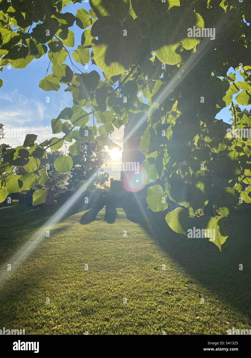 Ray grass hi-res stock photography and images - Alamy