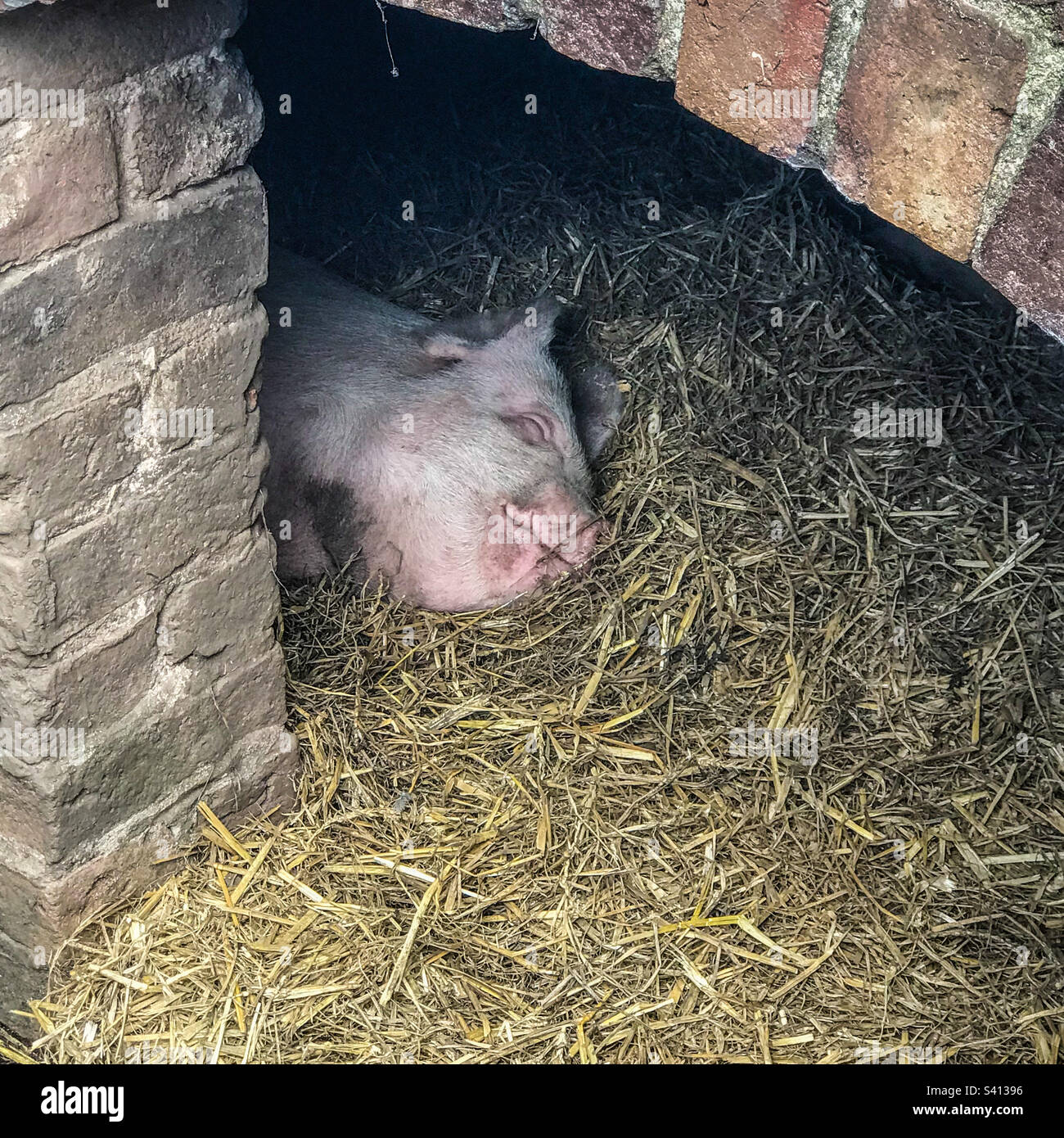 Snoozy hi-res stock photography and images - Alamy