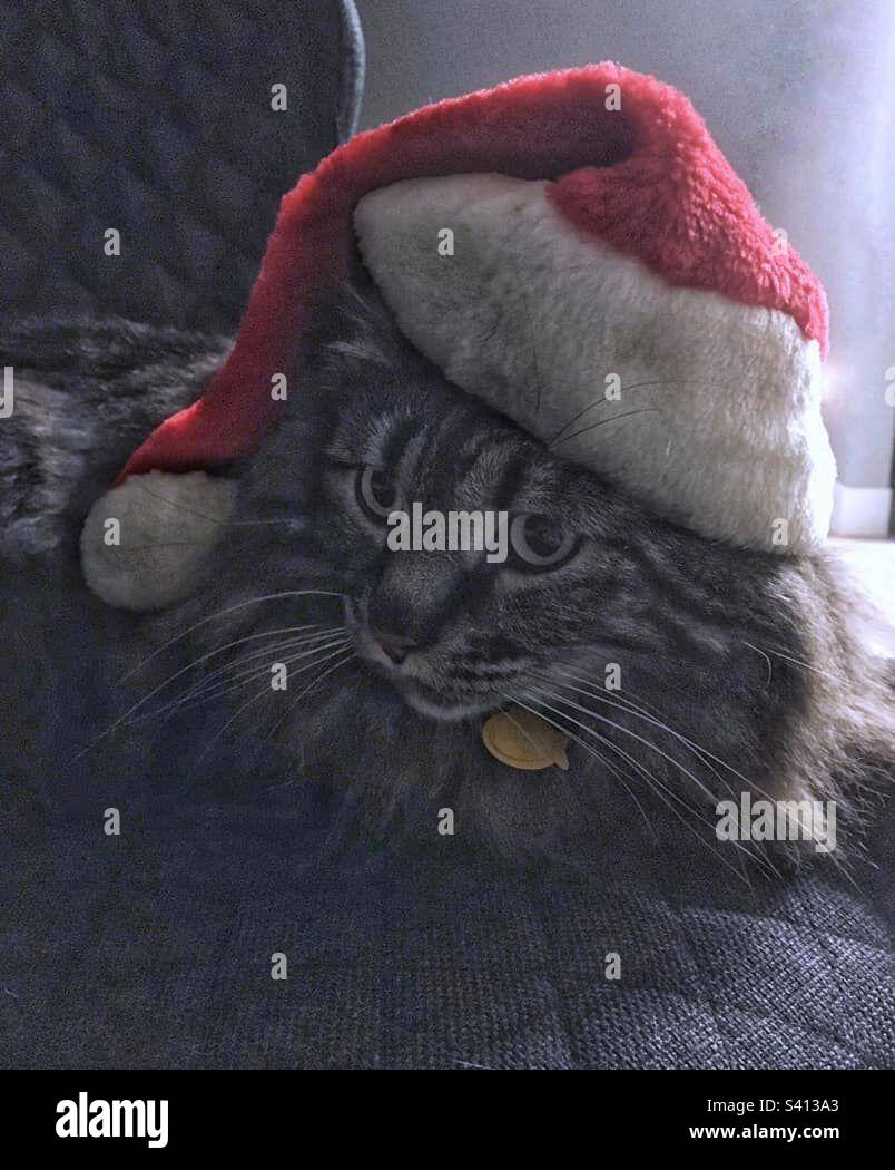 Maine Coon Christmas Stock Photo - Alamy