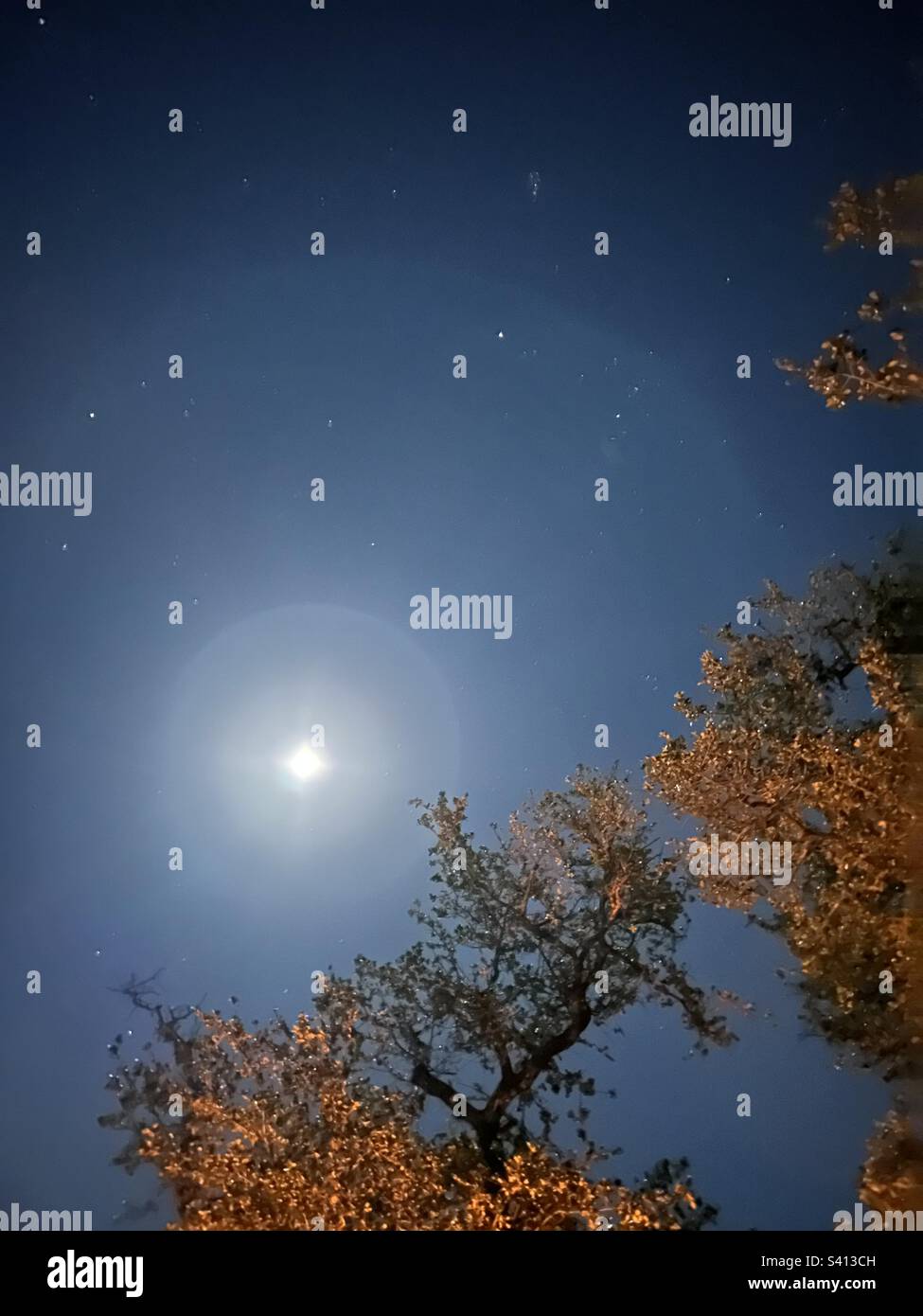 Trees moon stars hi-res stock photography and images - Alamy