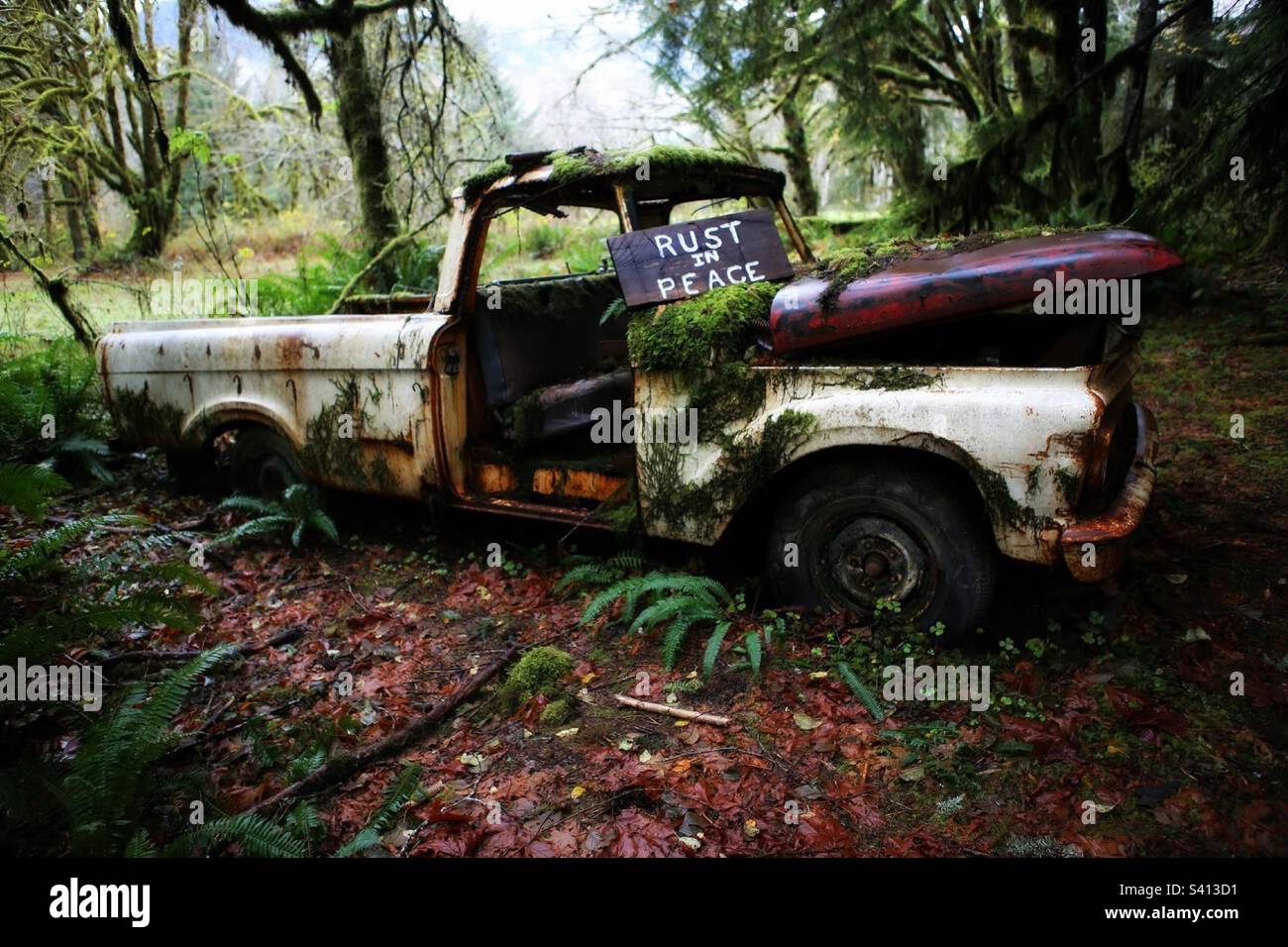 Pnw rainforest hi-res stock photography and images - Alamy