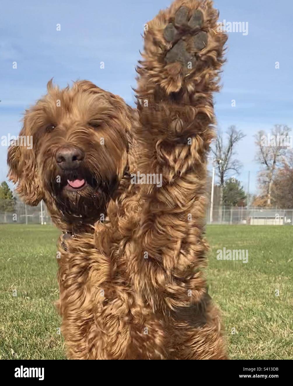 Dog waving hi-res stock photography and images - Alamy