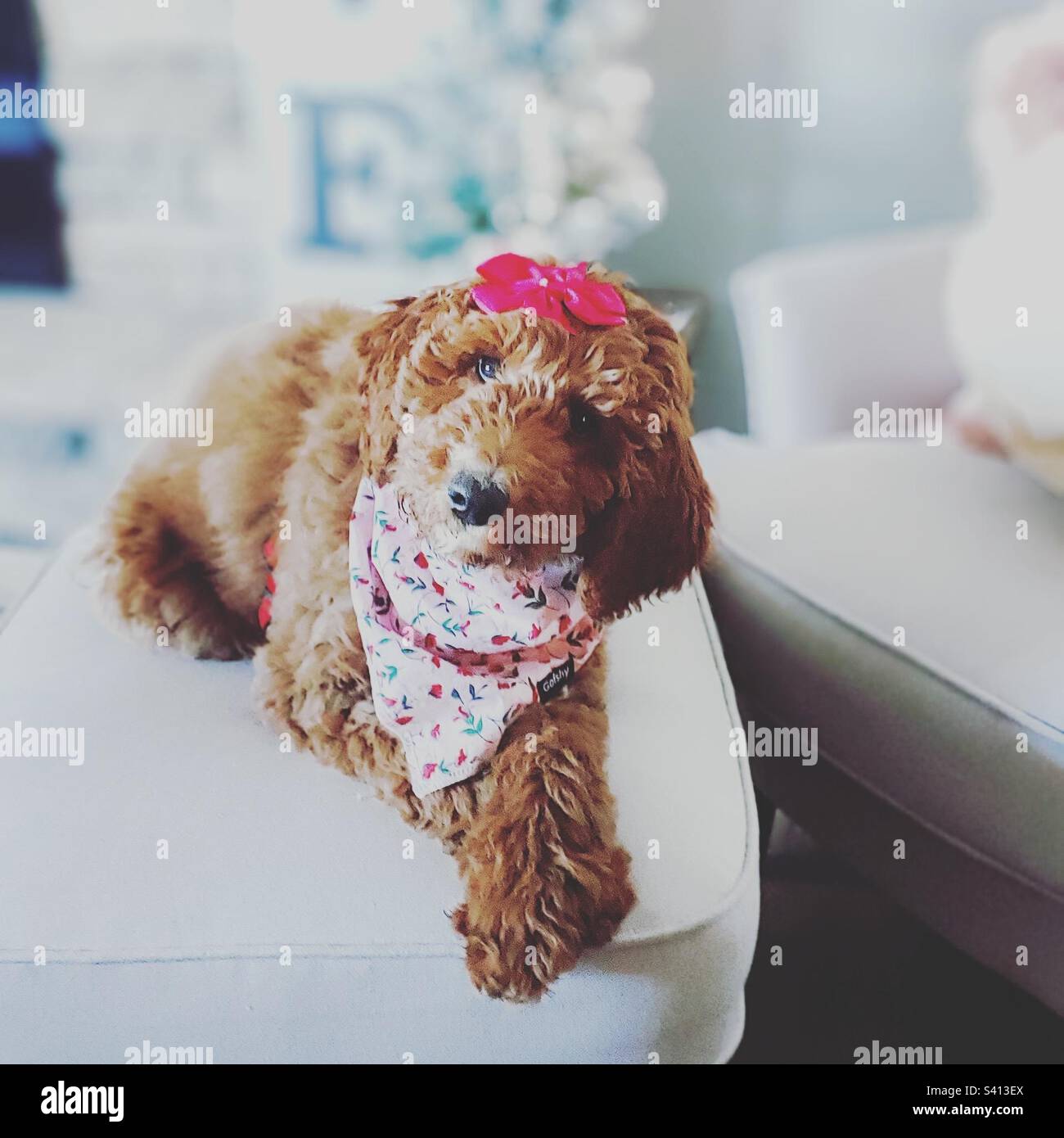 Baby ruby hi-res stock photography and images - Alamy