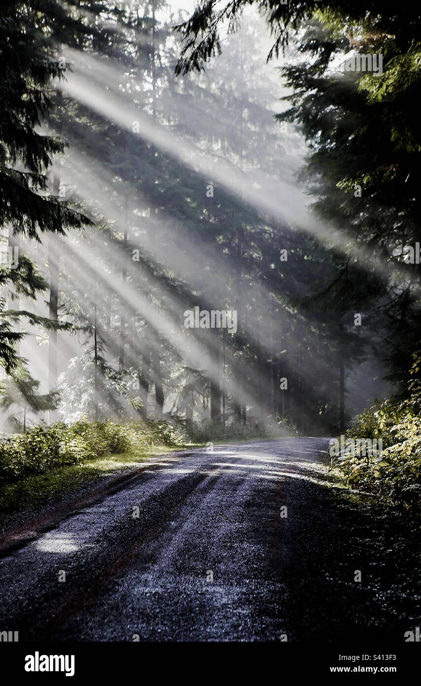 Sun rays on trees hi-res stock photography and images - Alamy