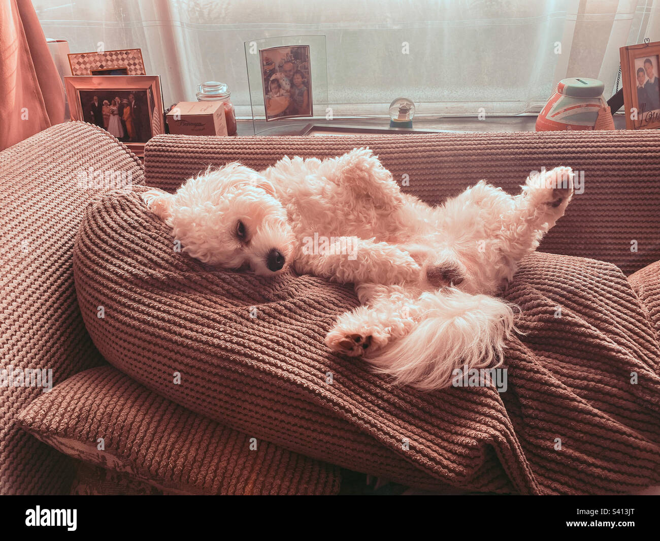 A small, white cavapoo dog asleep on a sofa Stock Photo - Alamy
