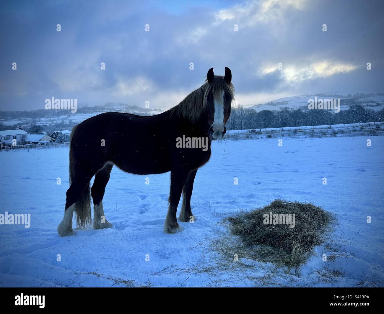 Welsh pony snow hi-res stock photography and images - Alamy