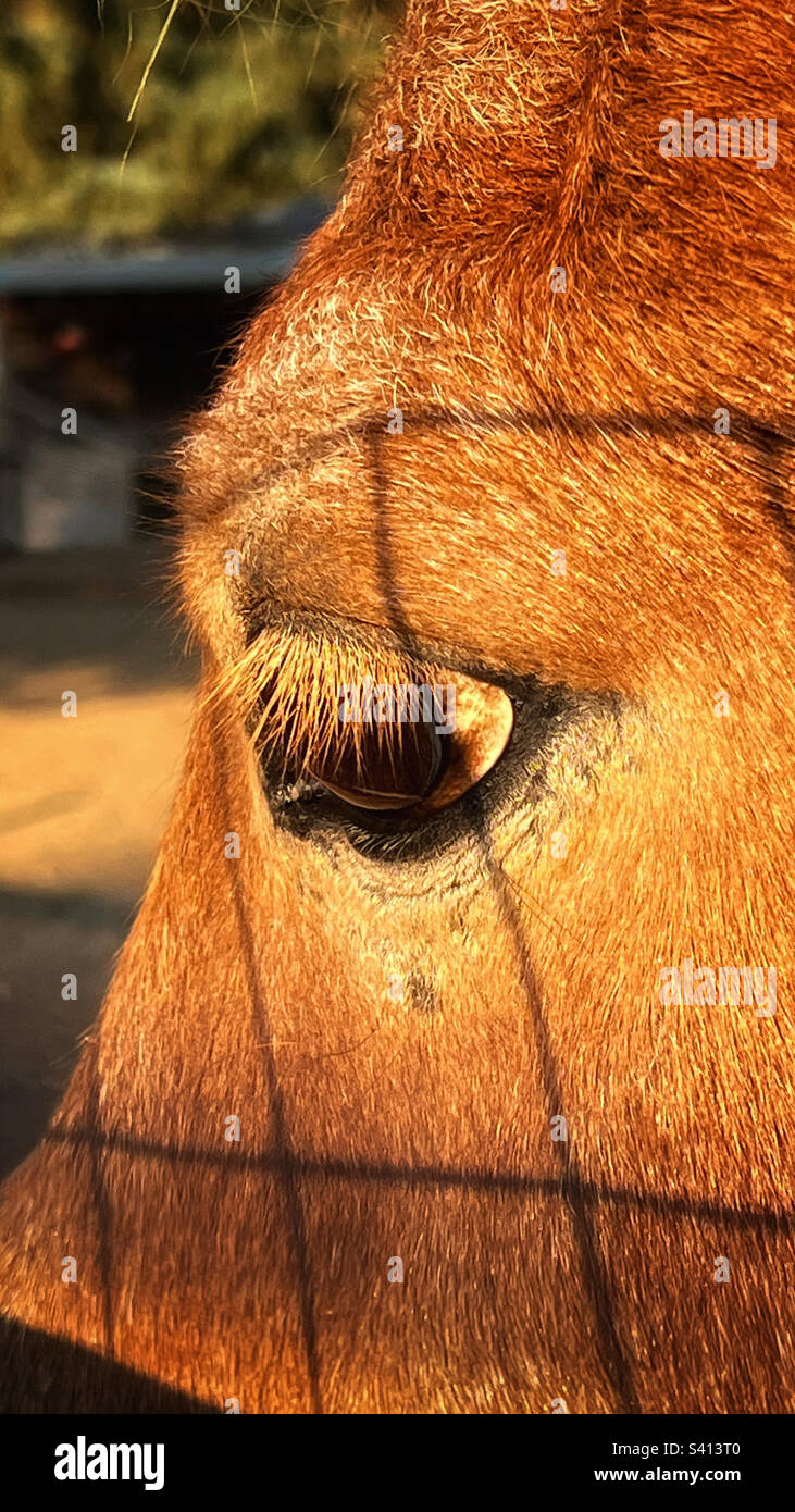 Closeup side profile of Icelandic pony and his eyes and eyelashes with ...