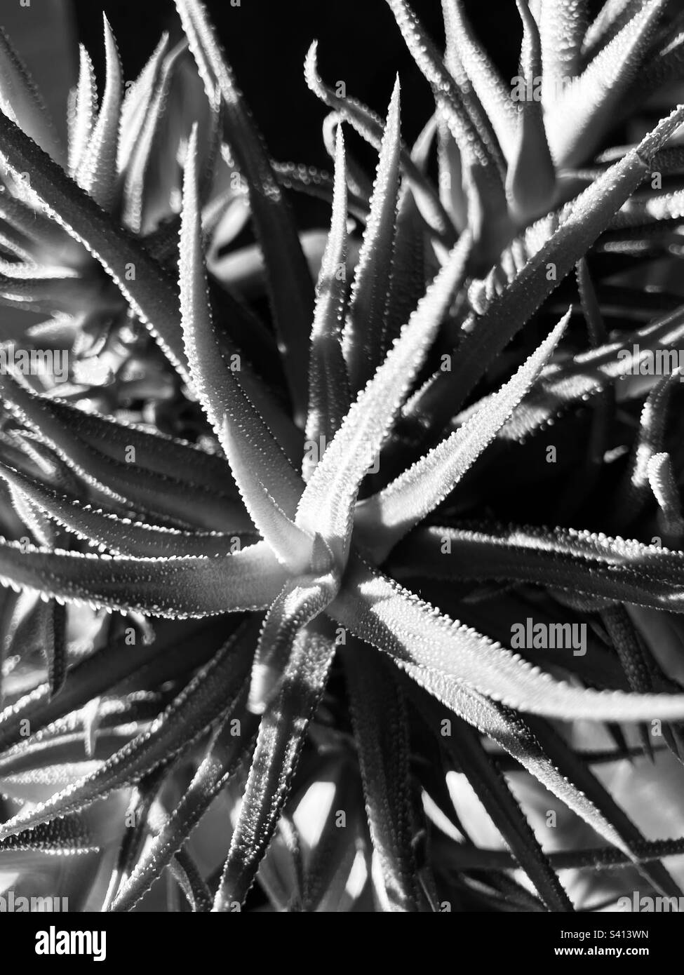 Black and white cactus hi-res stock photography and images - Alamy
