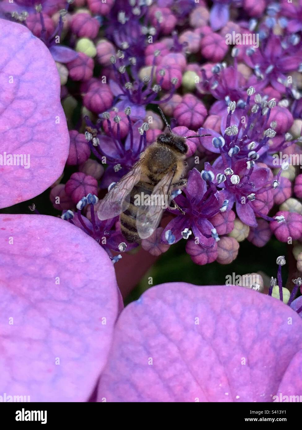 Hydrangea bee hi-res stock photography and images - Alamy