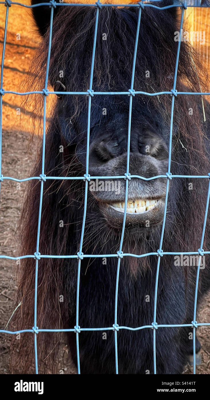 Funny looking black miniature horse mare grinning teeth behind fence ...
